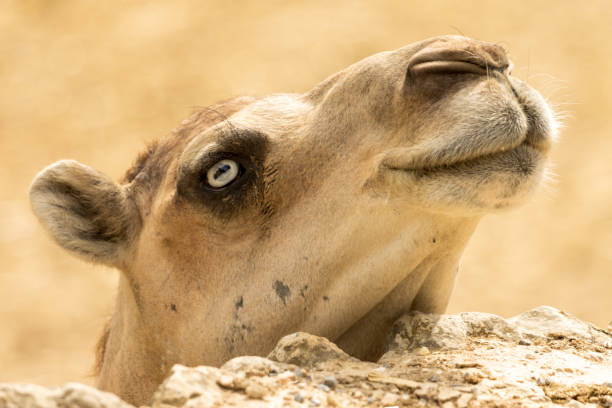 Free picture: Close-up head of Bactrian camel (Camelus bactrianus ...