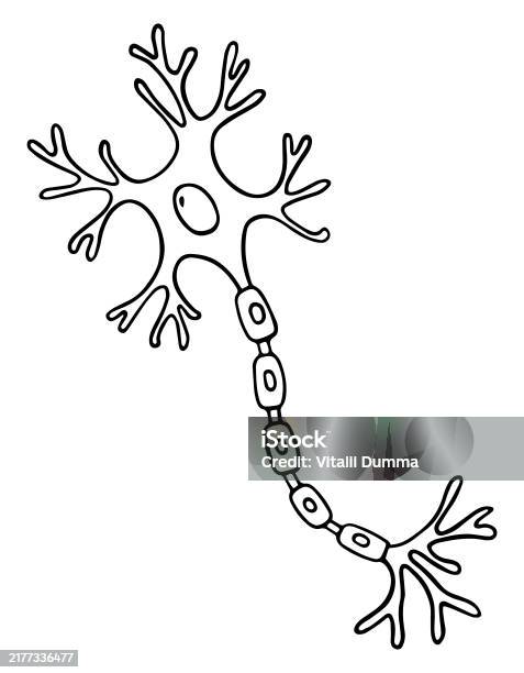 Vector Line Illustration Of Neuron Anatomy Doodle Style Hand Drawn ... Vector Line Illustration Of Neuron Anatomy Doodle Style Hand Drawn ...