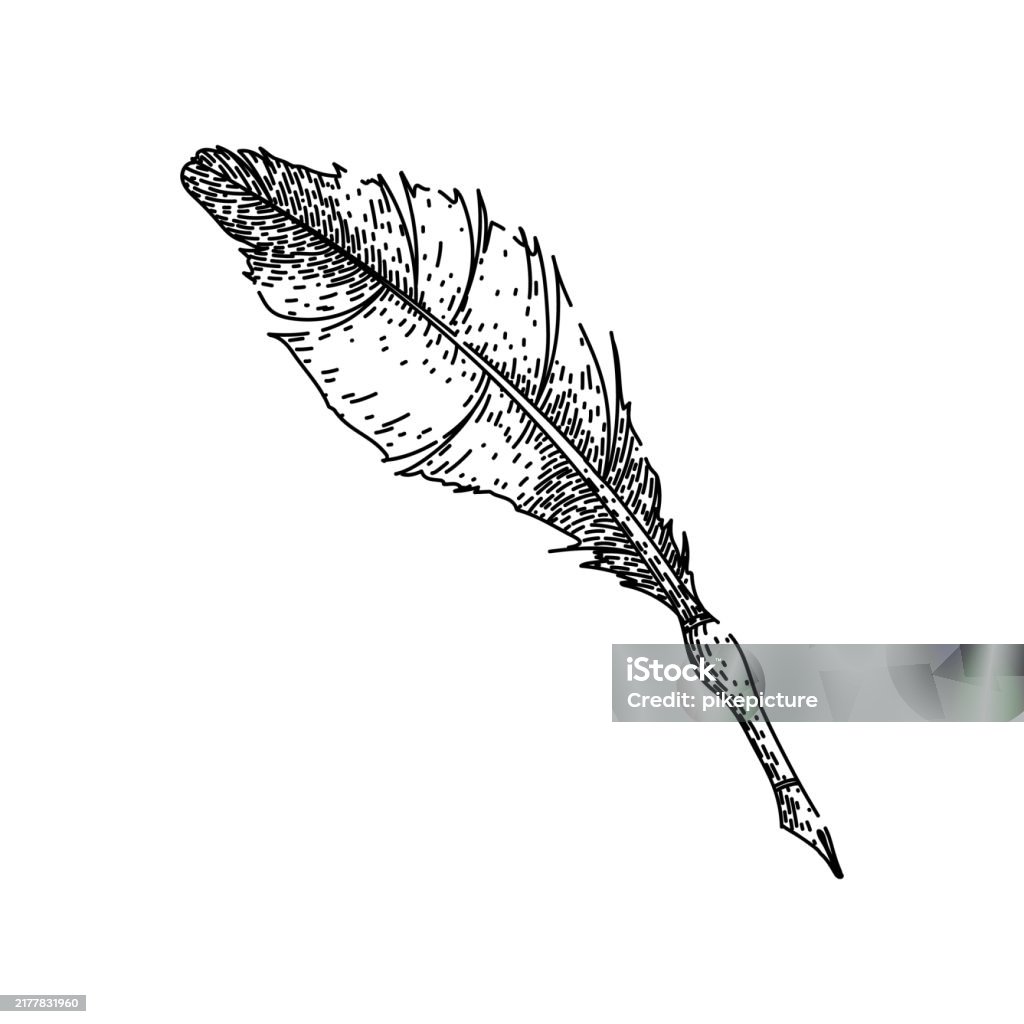 Dip Quill Pen Sketch Hand Drawn Vector Stock Illustration - Download ... Dip Quill Pen Sketch Hand Drawn Vector Stock Illustration - Download ...