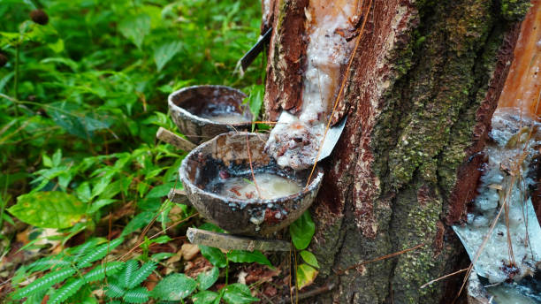 Free picture: A tree with a bowl for collecting latex, a close-up of ...