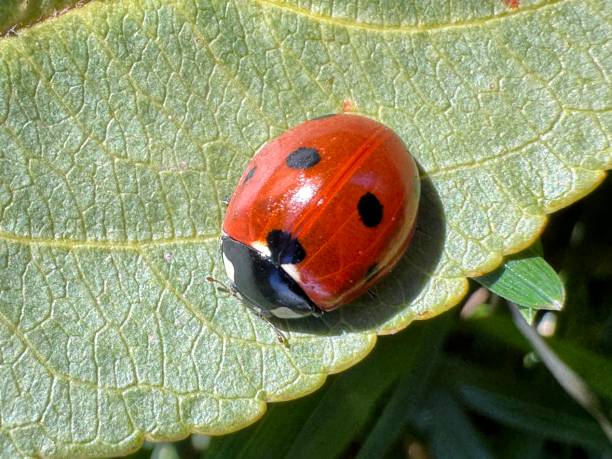 Free picture: ladybug, insect, bug, plant, garden, summer, detail