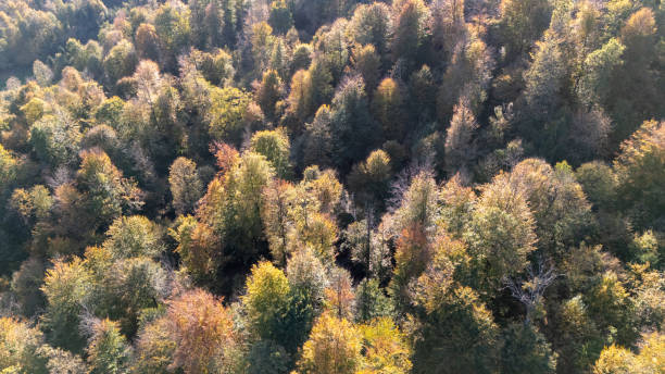 Free Stock Photo of Dense Forest Landscape With Abundant Trees ...