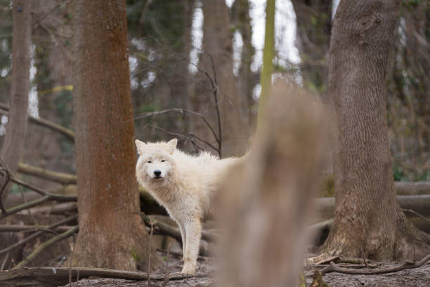 Gratis afbeelding: De Arctische grijze wolf of de poolwolf (Canis lupus ...