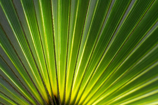 Close Up Straight Lines Texture Of Green Palm Leaves Stock Photo ... Close Up Straight Lines Texture Of Green Palm Leaves Stock Photo ...