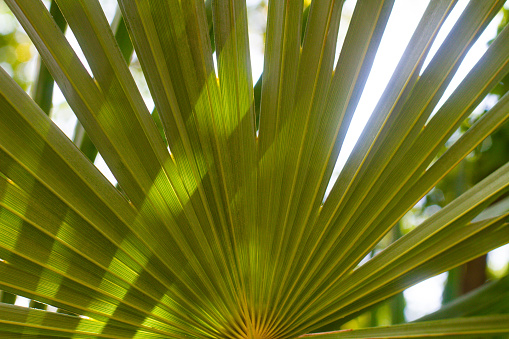 Close Up Straight Lines Texture Of Green Palm Leaves Stock Photo ... Close Up Straight Lines Texture Of Green Palm Leaves Stock Photo ...