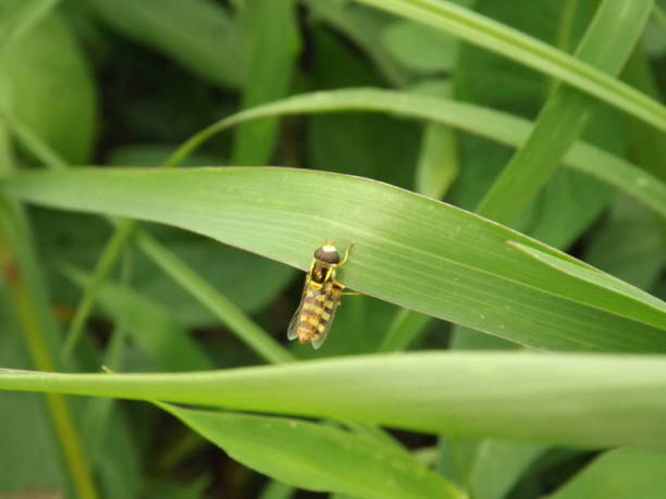 Great Swamp Floating Fly Nature - Free photo on Pixabay