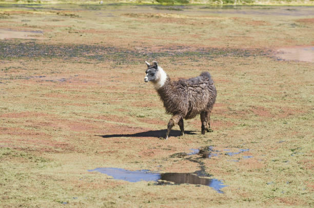 Free picture: Wild lama walking at salt marsh a desert oasis in her ...