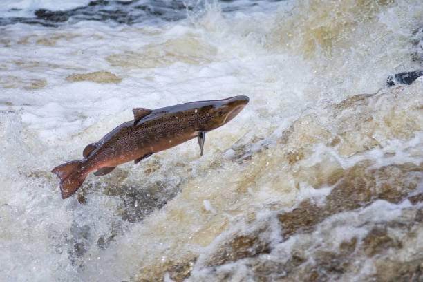 Free picture: method, hand, spawning, Atlantic salmon