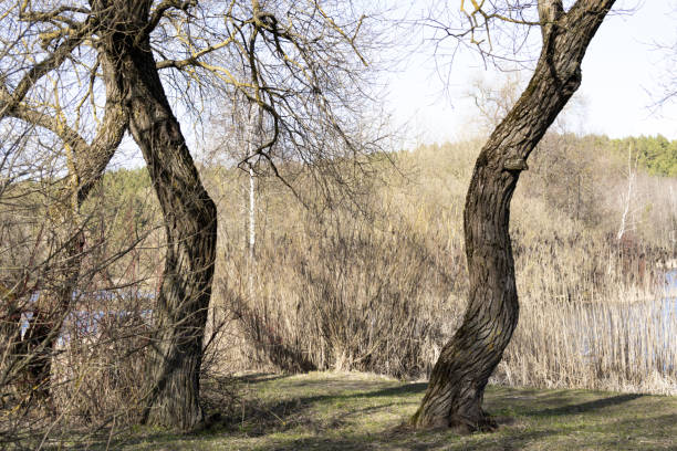 Free Stock Photo of Two ancient trees standing side by side in bare ...