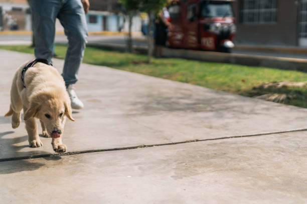 Free picture: dog, puppy, crosswalk, crossing over, road, pet, street ...