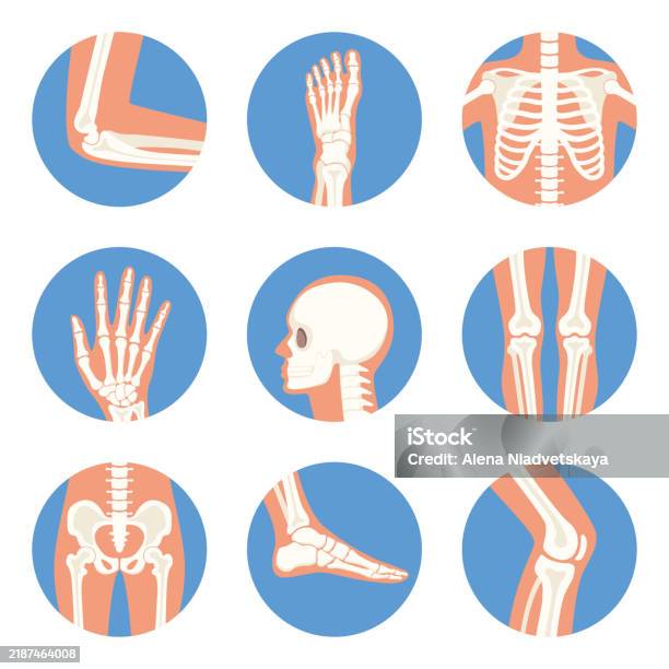 Parts Of Human Body On X Ray View Different Xrays Shot Of Human Body