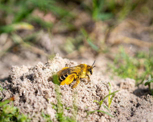 Sand Bee Redheaded Wild - Free photo on Pixabay