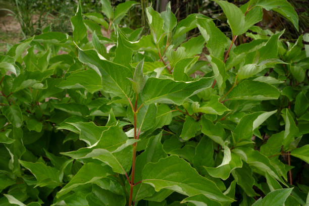 Dogwood Horn Shrub Cornus - Free photo on Pixabay