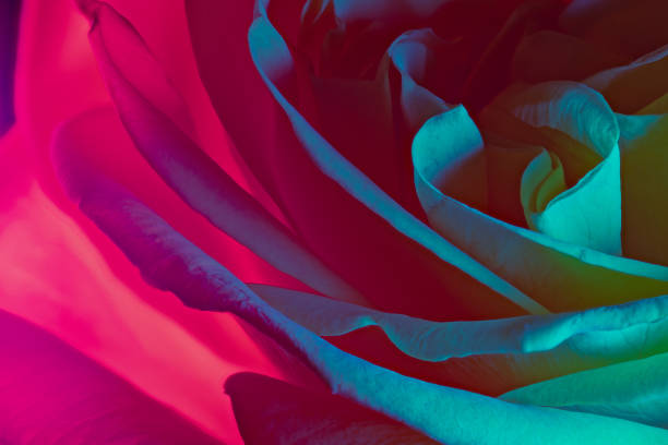 Free picture: Mystique rainbow-colored rose in smoky vapor