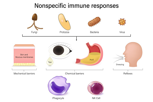 Nonspecific Immune Responses Diagram First Line Of Defense And Second