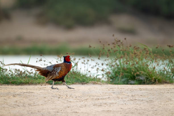 Free picture: pheasant, desert
