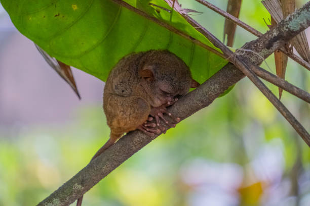 Free picture: The Philippine tarsier or mawumag, an endemic primate in ...
