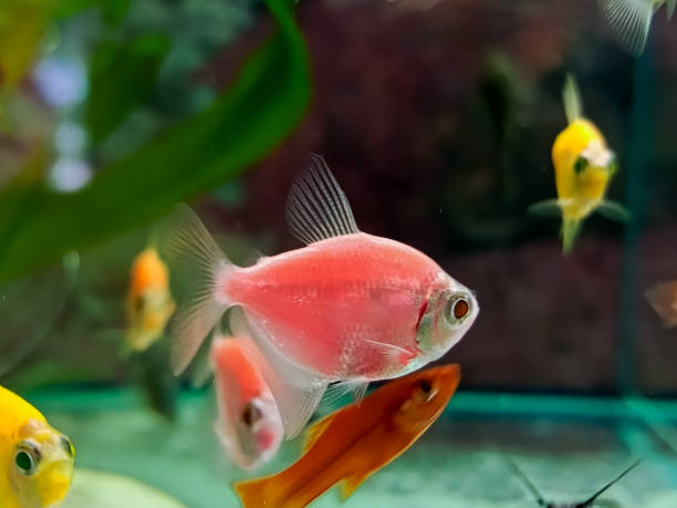 Free picture: pink, fish, water, aquarium, animal