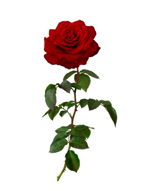 Rose Jm Red - Free photo on Pixabay
