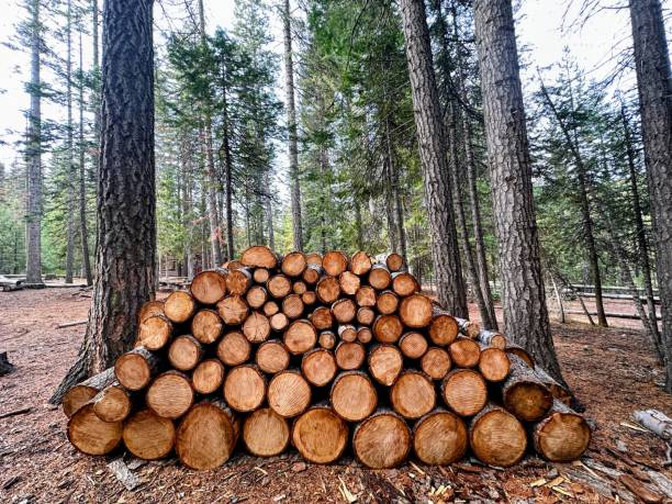 Free Stock Photo of A pile of cut logs in the woods | Download Free ...