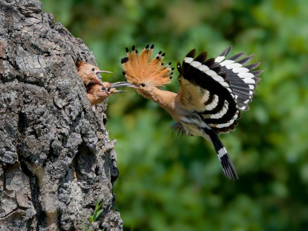 Bird Hoopoe Nature - Free photo on Pixabay