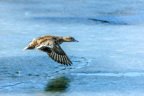 Free picture: wigeon, duck, lake
