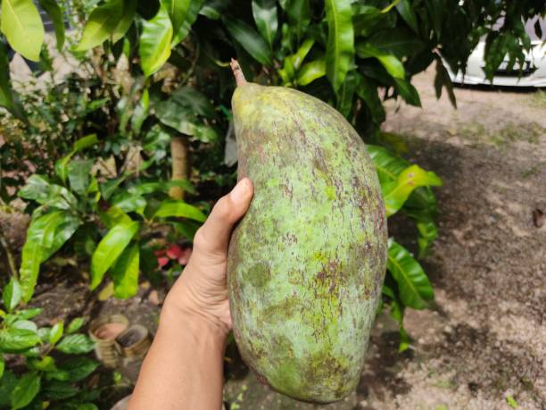 Free Stock Photo of Bowen Big Mango | Download Free Images and Free ...