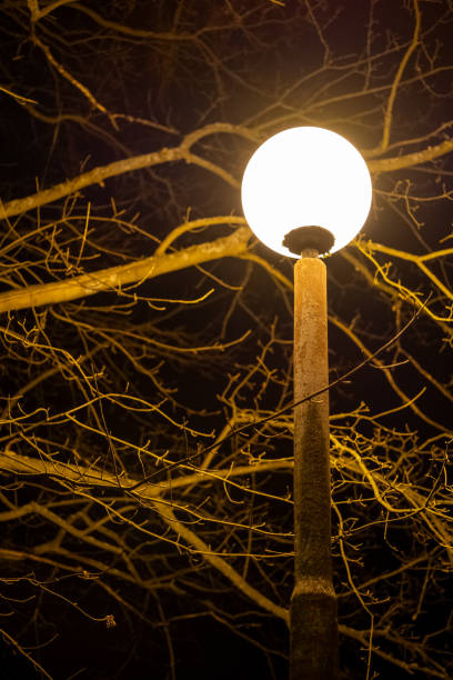 Free Stock Photo of Leafless Tree and Street Light | Download Free ...