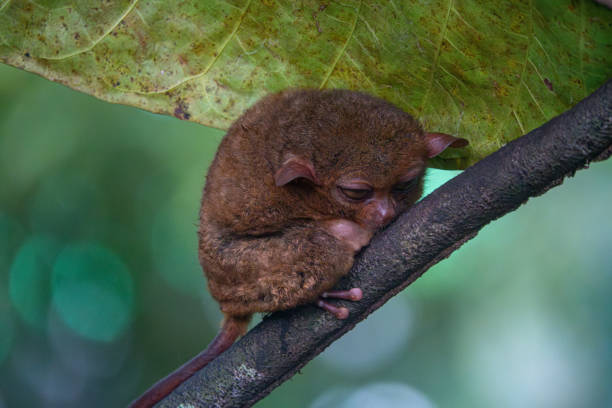免费照片： 菲律宾眼镜猴或 mawumag (Carlito syrichta)
