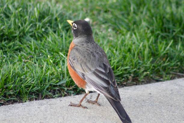 Robin Bird Memes