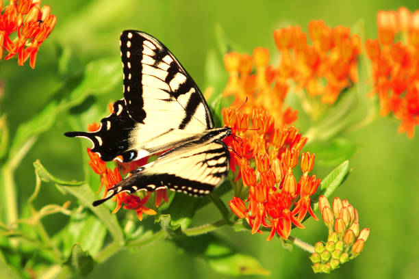 Free Stock Photo of Swallowtail Butterfly on Orange Flowers | Download ...