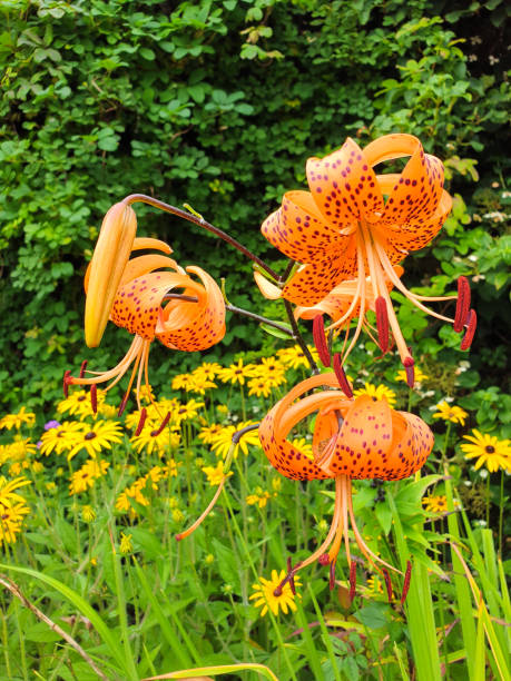 Tiger Lily Nature - Free photo on Pixabay