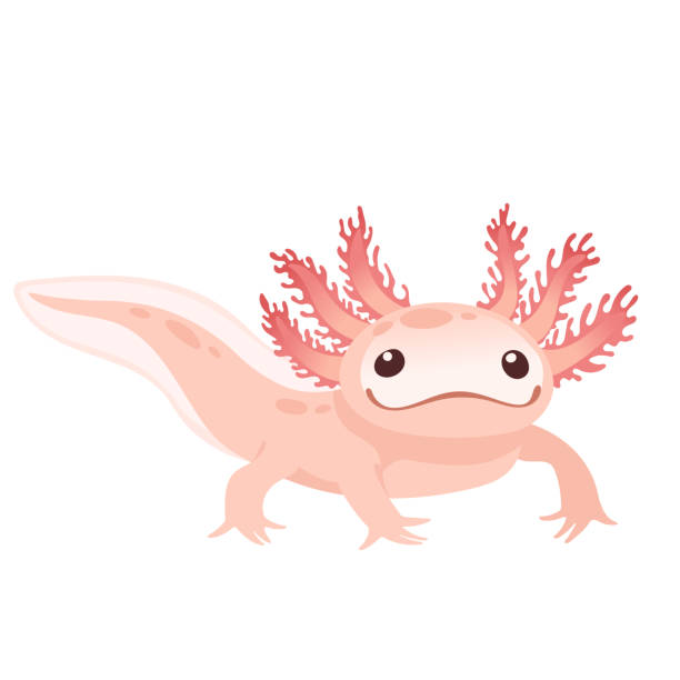 Axolotl Clipart Vector PNG , SVG, EPS, PSD, AI
