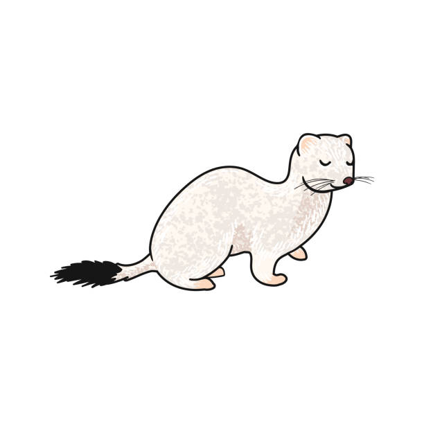 750+ Ermine Stock Illustrations, Royalty-Free Vector Graphics & Clip ... 750+ Ermine Stock Illustrations, Royalty-Free Vector Graphics & Clip ...