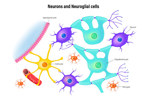 Neurons And Neuroglial Cells Types Of Neuroglial Cells Oligodendrocyte ... Neurons And Neuroglial Cells Types Of Neuroglial Cells Oligodendrocyte ...