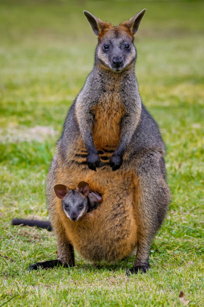 Wallaby Swamp Black - Free photo on Pixabay