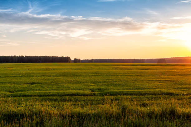 Free picture: sunny, day, dusk, summer season, agriculture, wheatfield ...