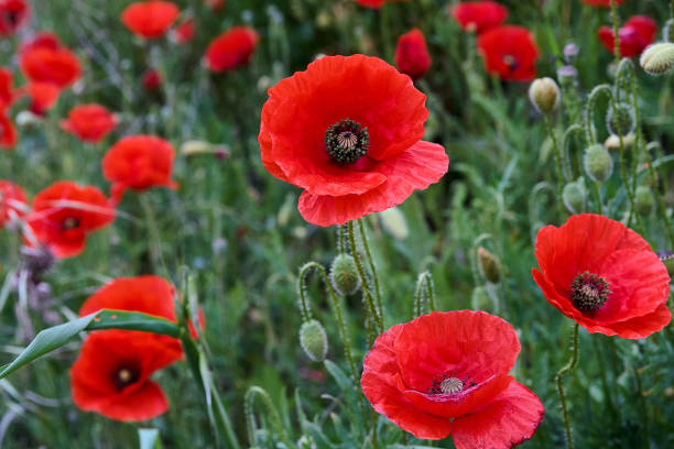 Spanish Poppies Poppy Flower - Free photo on Pixabay
