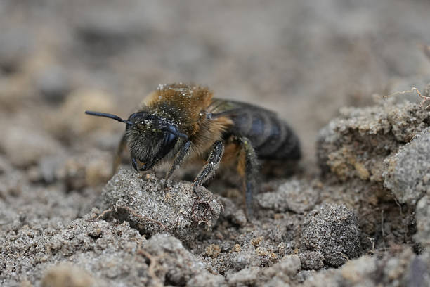 Bee Redhead Sand Andrea - Free photo on Pixabay