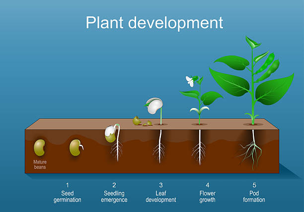 Phases of plant growth Clipart Vector PNG , SVG, EPS, PSD, AI