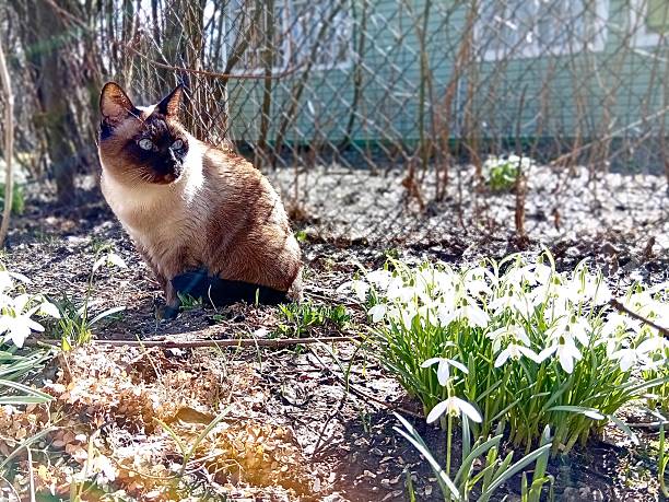 Free picture: grass, siamese cat, spring, animal, cat, cute, feline, pet