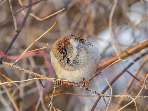 Sparrow Puffed Feathers - Free photo on Pixabay