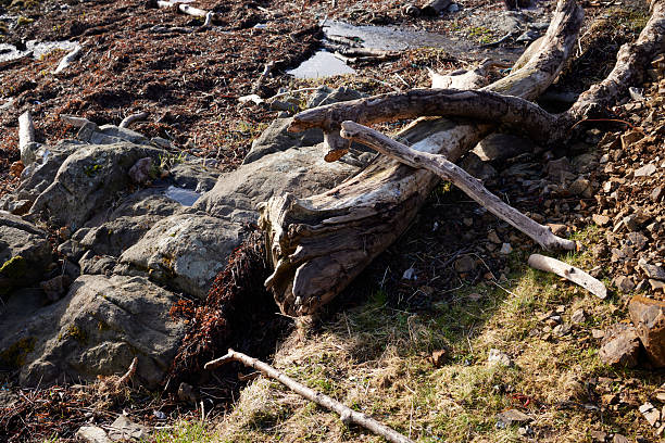 Free picture: old, rotten, wood, beach