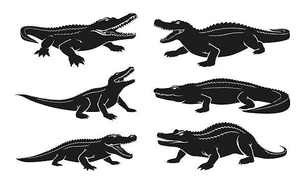 Angry alligator Clipart Vector PNG , SVG, EPS, PSD, AI