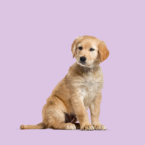 Golden Retriever Puppy Amber - Free photo on Pixabay