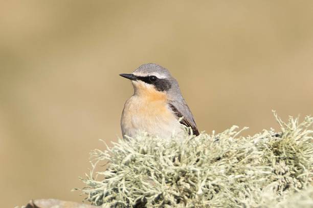 Wheatear Bird Animal - Free photo on Pixabay