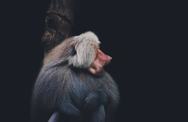 Free picture: Side view portrait of muscular primate with dark ...