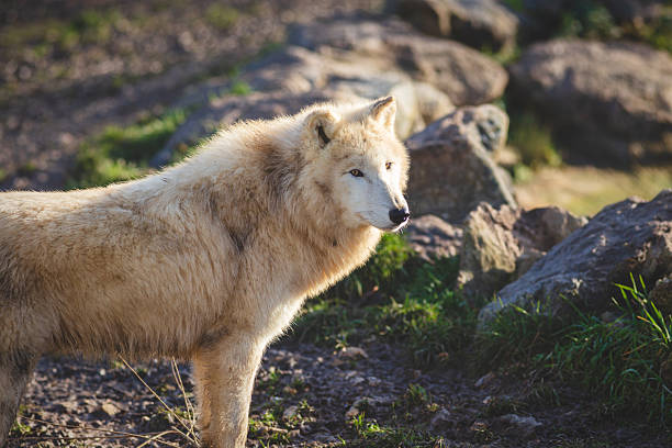 Free picture: The Arctic grey wolf or the polar wolf (Canis lupus ...