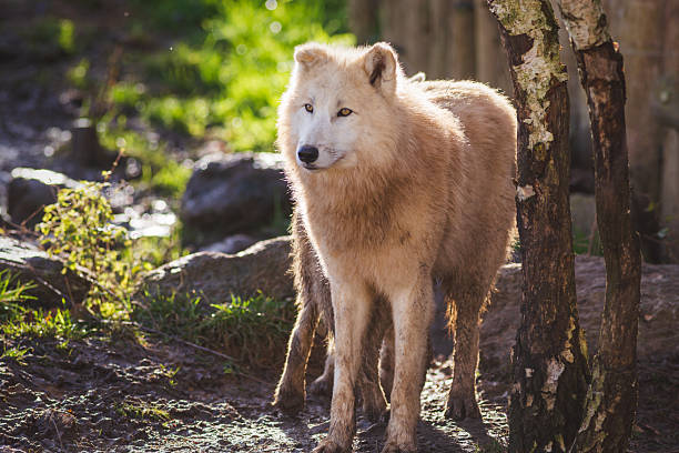 Free picture: The Arctic grey wolf or the polar wolf (Canis lupus ...