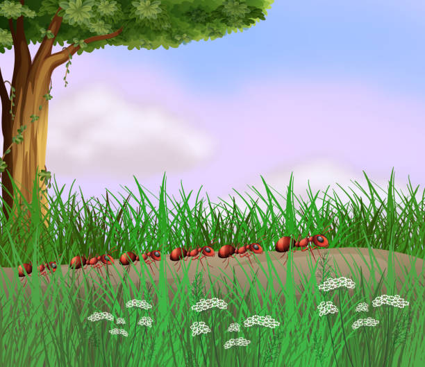 Colony Of Ants Clipart Images